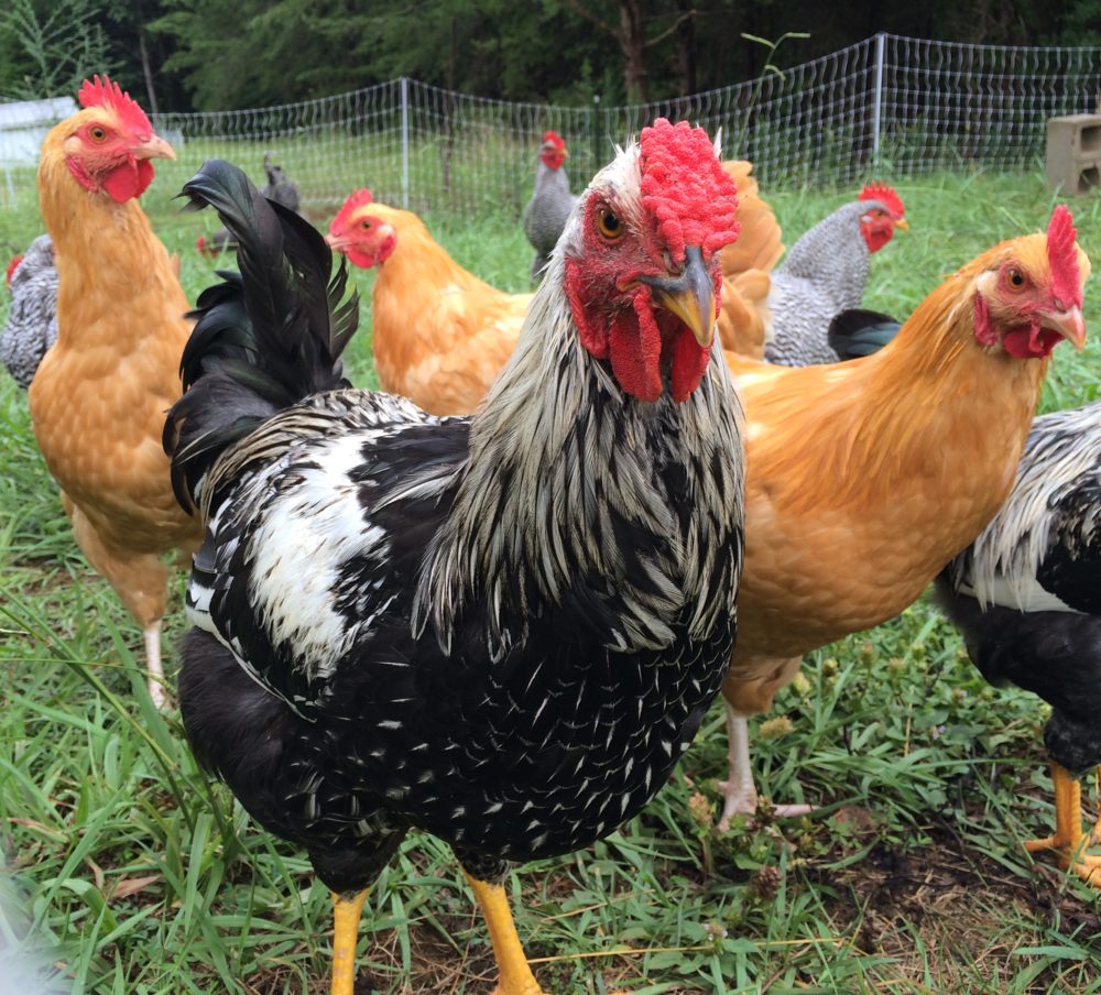 Pastured Poultry – Wandering Walnut Meadows