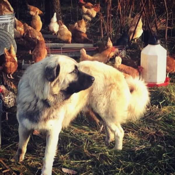 Livestock guardian dogs: Hawks Bane (aka Bane)(aka my favorite lovie ...